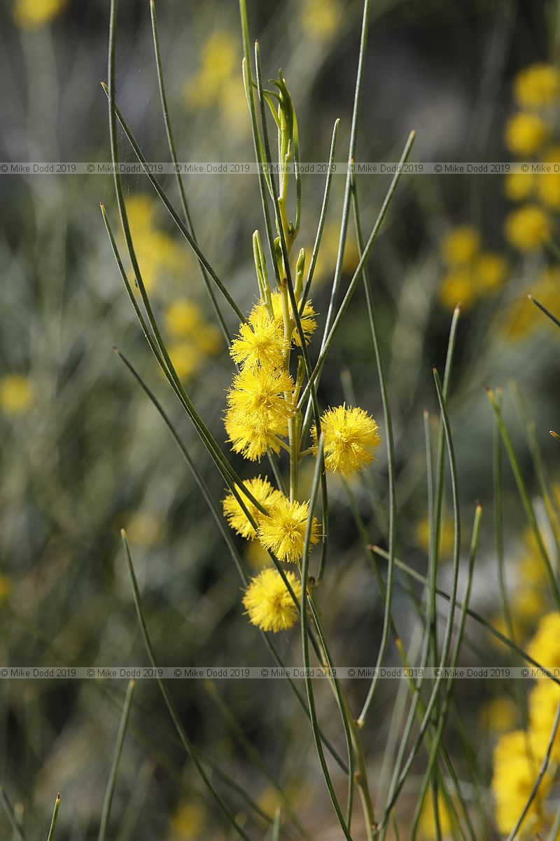 British Isles garden and greenhouse plants