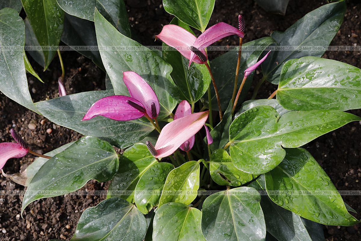 British Isles garden and greenhouse plants