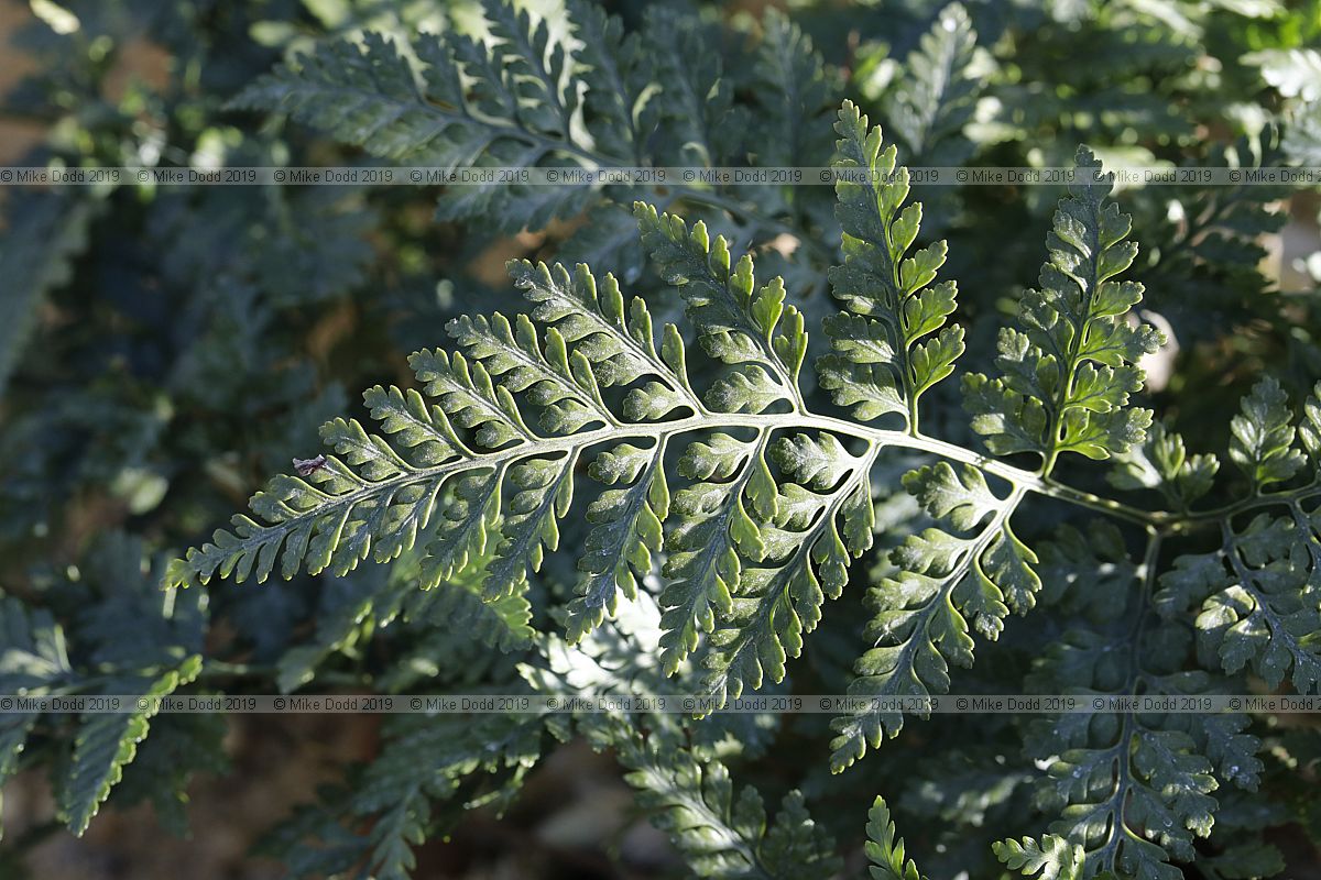 British Isles garden and greenhouse plants