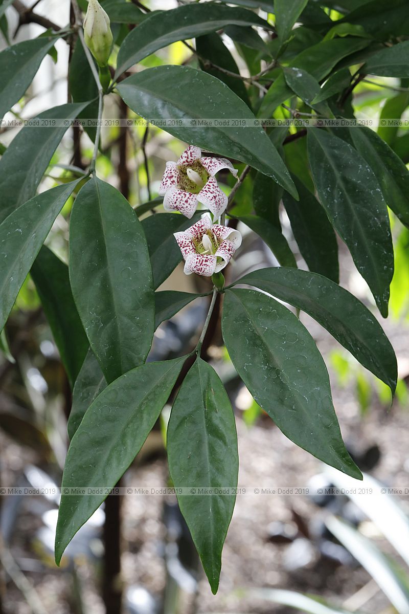 British Isles garden and greenhouse plants