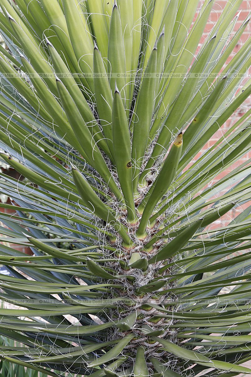 British Isles garden and greenhouse plants