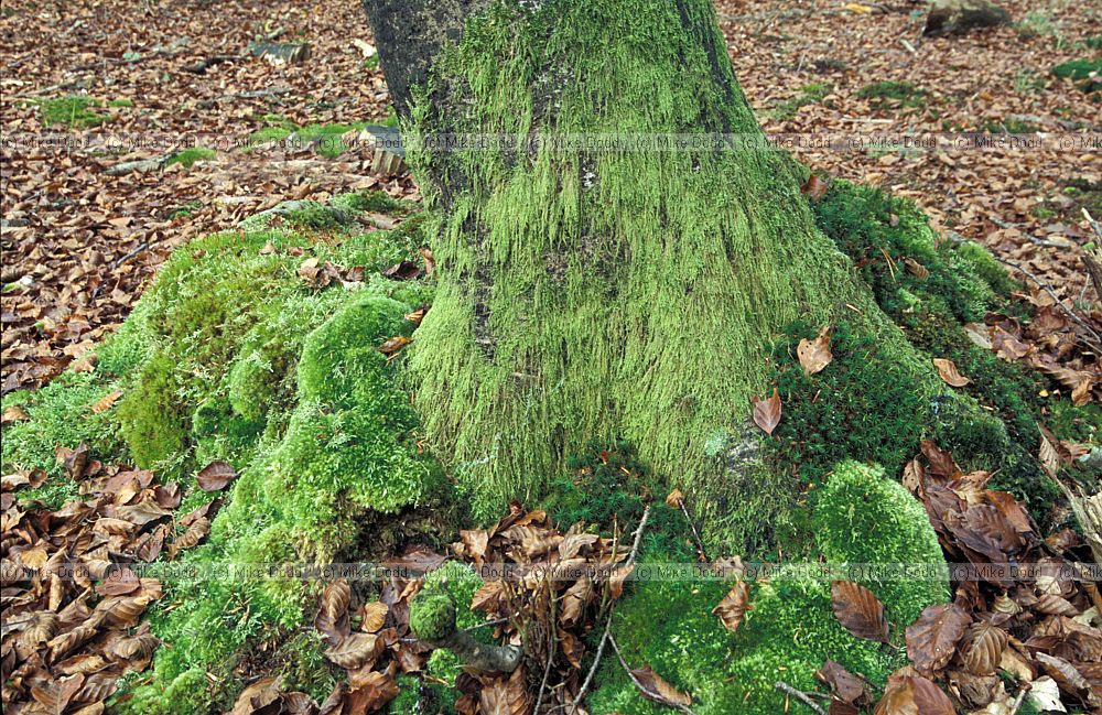 British Isles habitats and landscapes