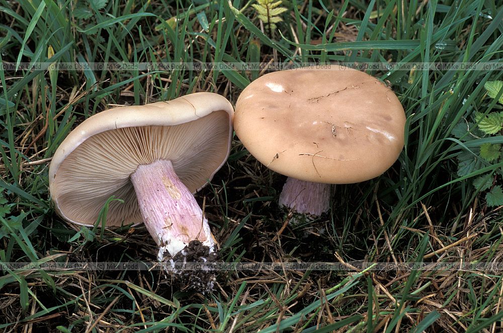 Beginners guide to some of the common types of fungi.